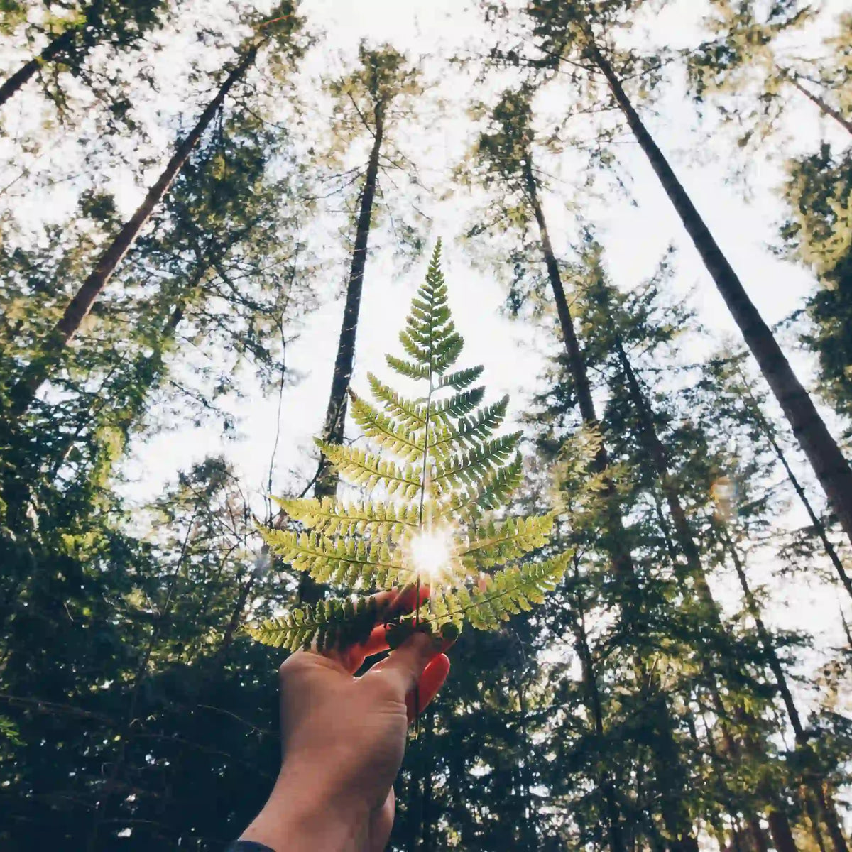 Nachhaltig campen: So reist du umweltbewusst – Petromax